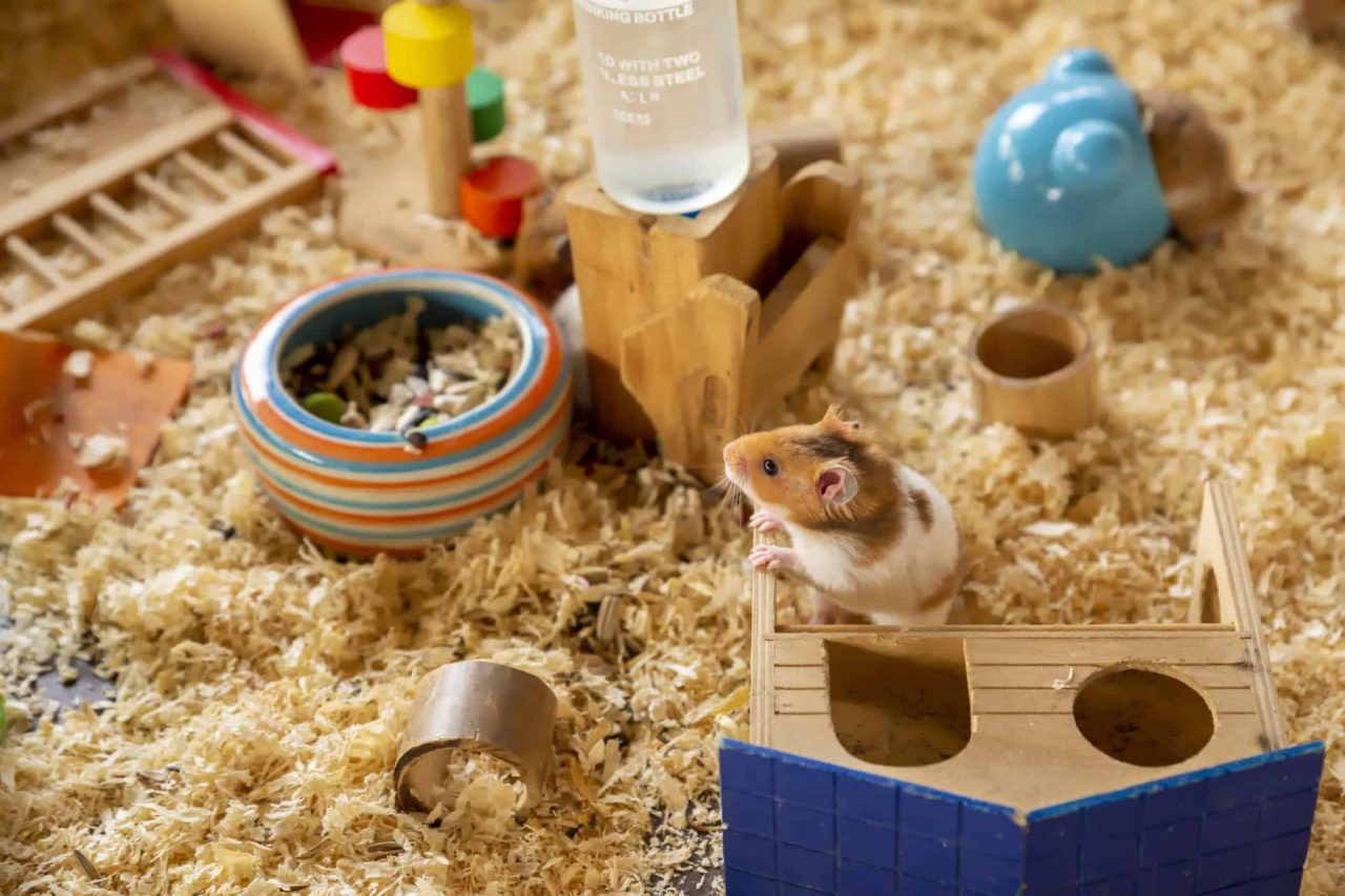 Liste des meilleurs jouets pour hamster russe - Hamster info
