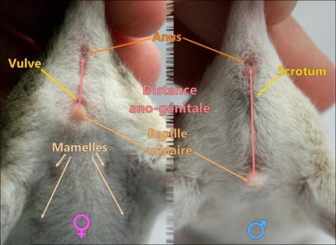 Connaitre le sexe de son hamster - Hamster info